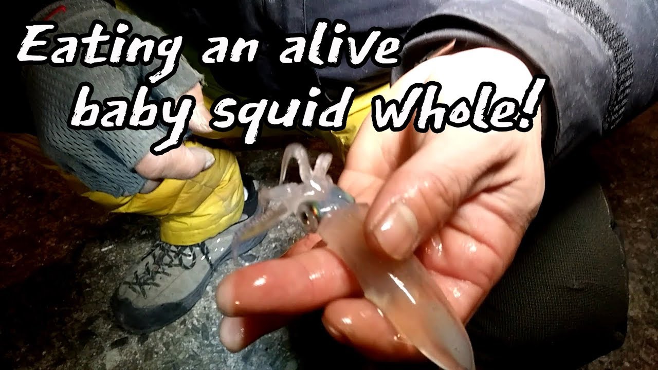 [호래기회] 살아있는 호래기 한입에 먹기 / How to eat a raw baby squid whole. - YouTube