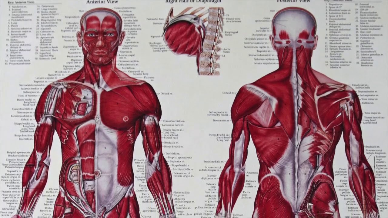 Welcome to iMed Chiropractic in Fairfield, CT | Dr. Jeffrey Walczyk ...