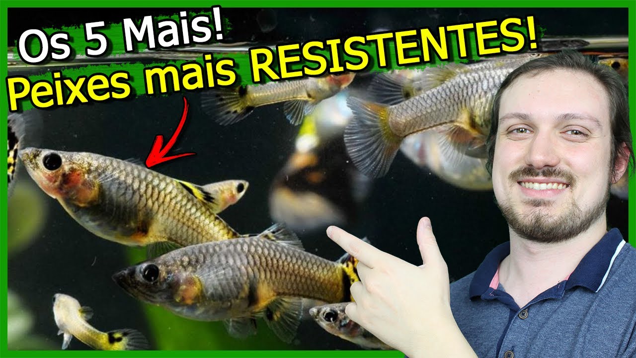 Os 5 Peixes mais RESISTENTES para AQUÁRIO! - YouTube