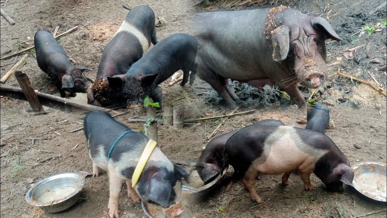 arunachal pradesh/local pig farm/ - YouTube