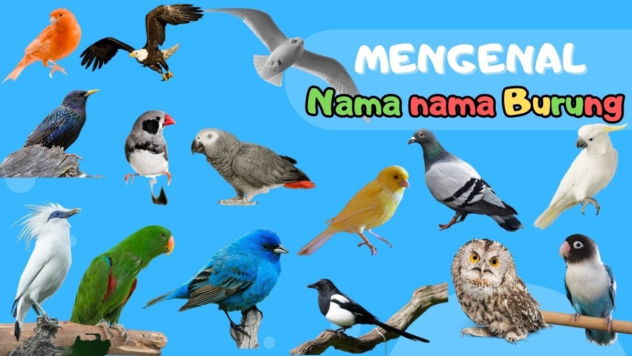 MENGENAL JENIS JENIS BURUNG - YouTube