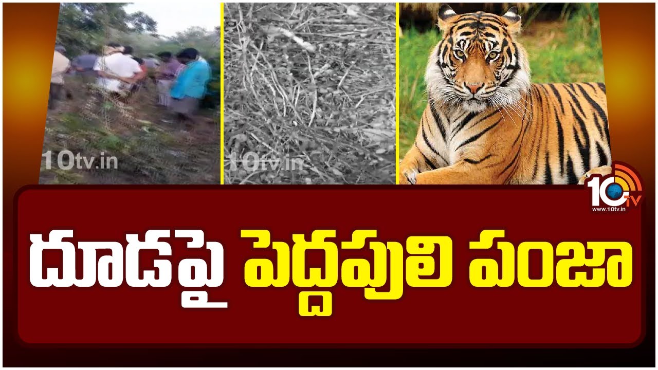 Tiger Hulchul in Dwaraka Tirumala | దూడపై పెద్దపులి పంజా | 10TV News ...