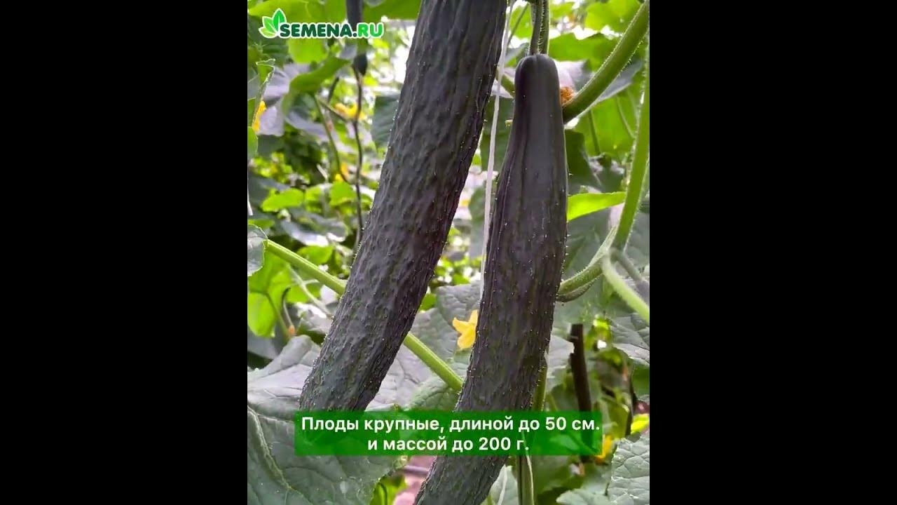 Огурец Изумрудный поток F1 - YouTube