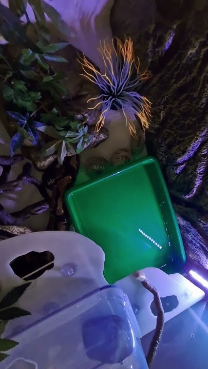 🐍🏞☯️🕉Ball Python plastic tub enclosure set up #naturalistic setup # ...