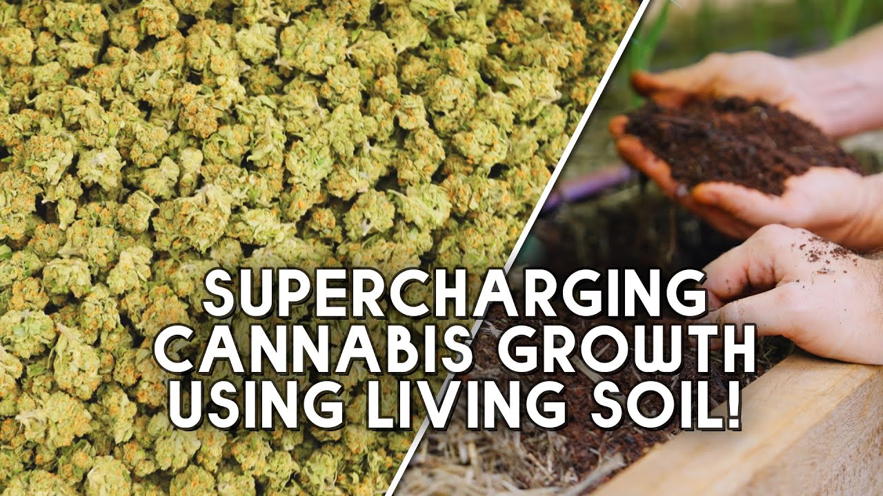 How Living Soil Supercharges Organic Cannabis Growth at Superbly Green ...