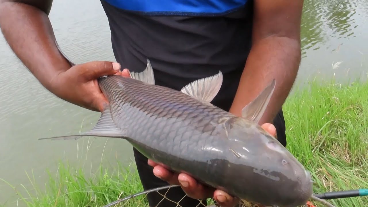 Best Kali Baush Fish Hunting By Rohingya Fish Hunter - YouTube