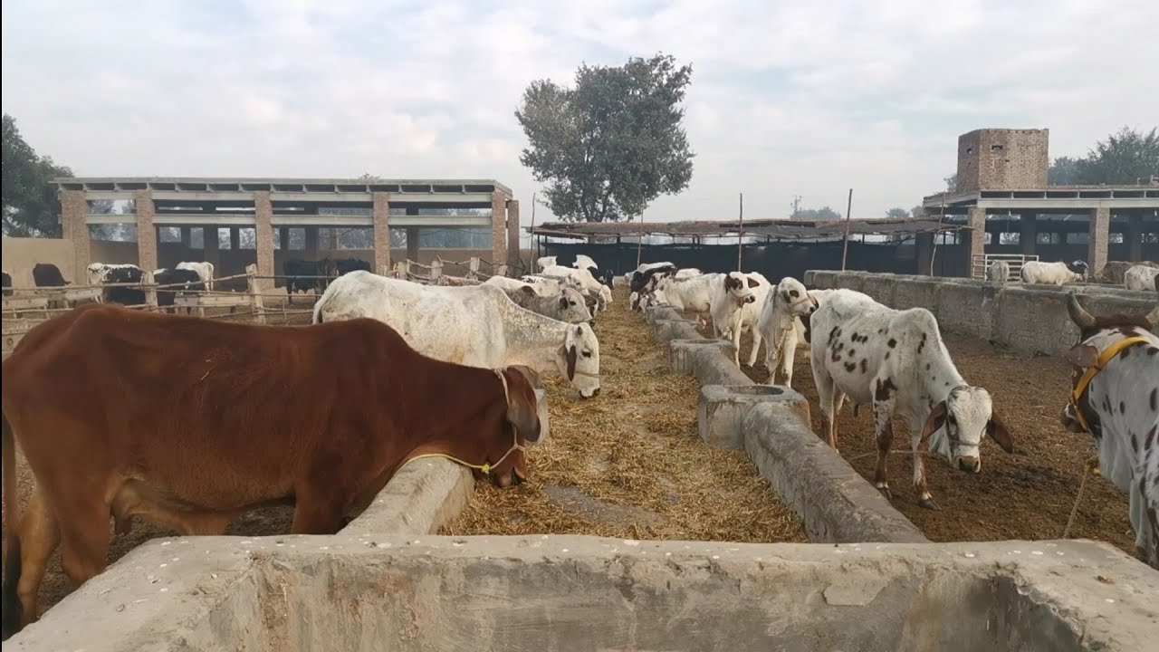 Morning Views Of Aziz Cattle Farm & Palai Center - YouTube