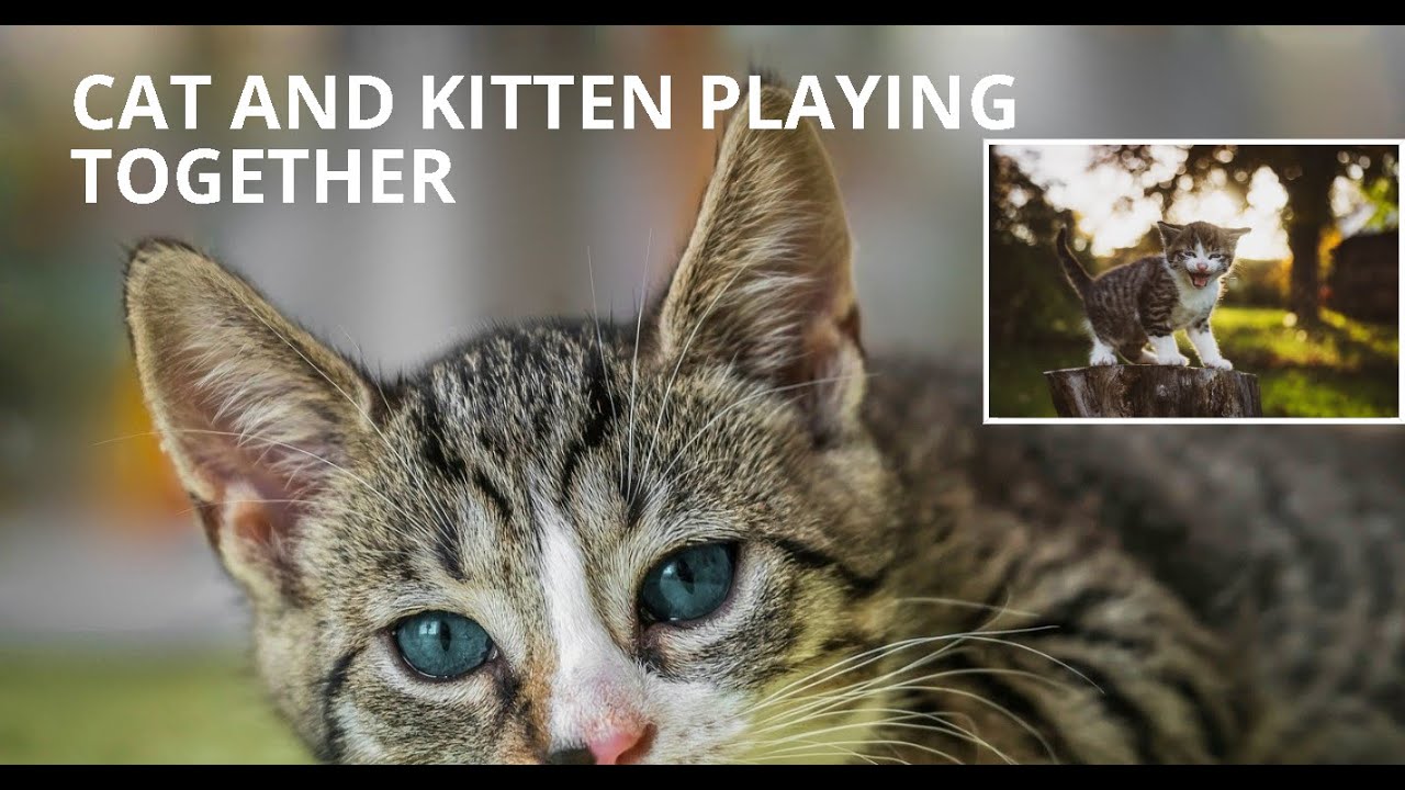 Cat and kitten playing together || Kitten #meow #cat - YouTube