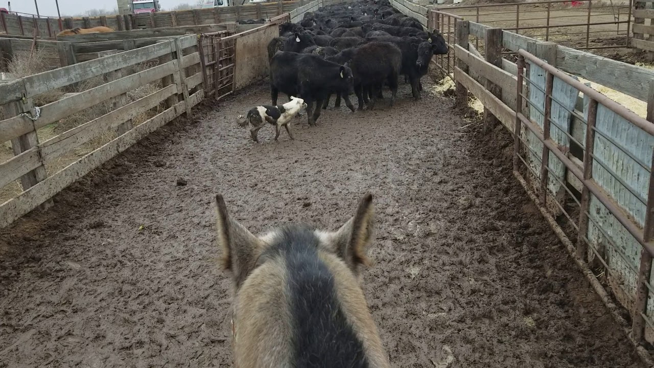 Satus Brute holding cattle up the alley - YouTube