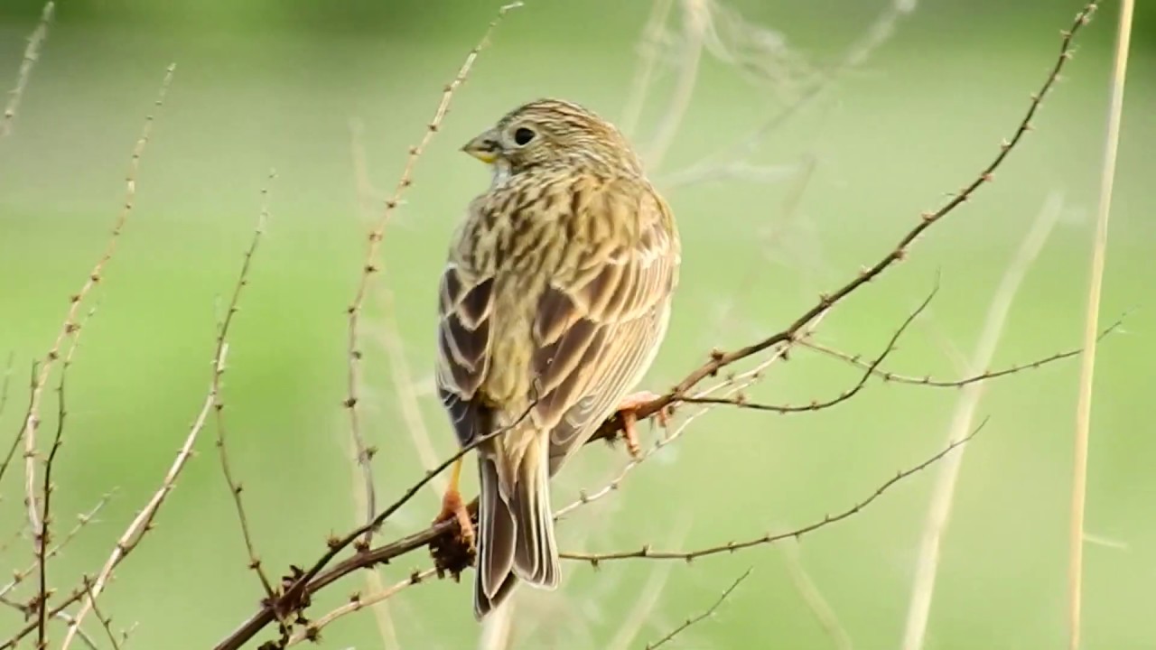 Corn Bunting on a windy morning, Plex Moss, Lancashire, 16.5.20 - YouTube