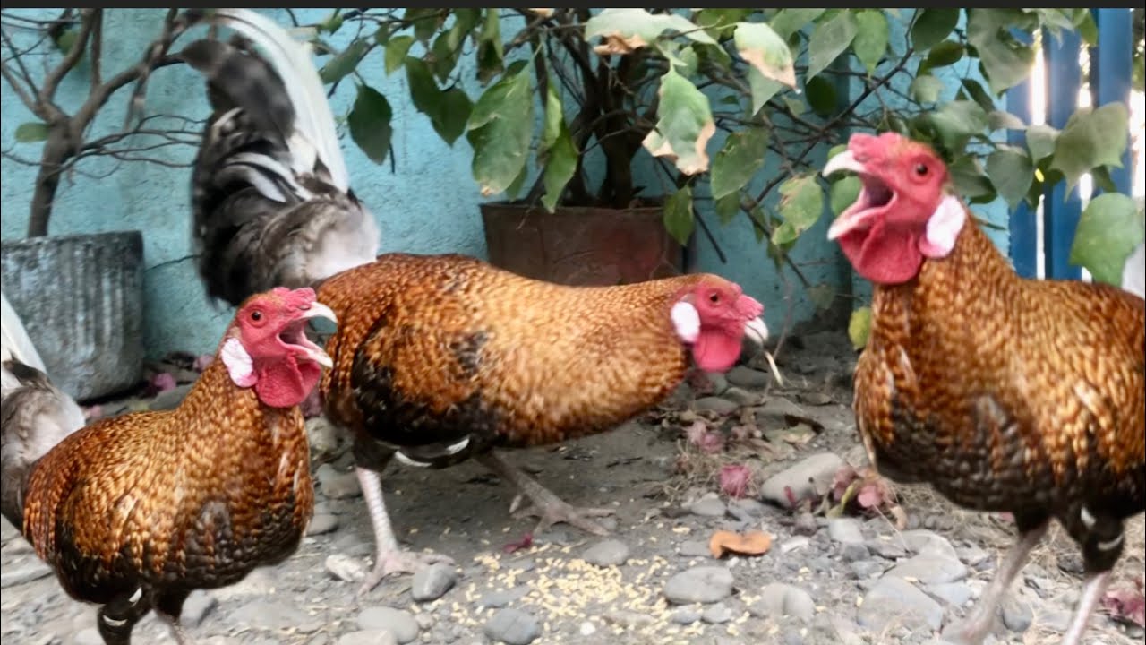 ganito tumawag ang tandang sa inahing manok / panliligaw ng manok sa ...