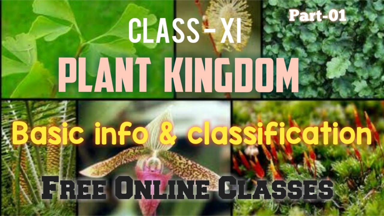 L1: BASIC INFO.& CLASSIFICATION |Plant kingdom| full NCERT base ...