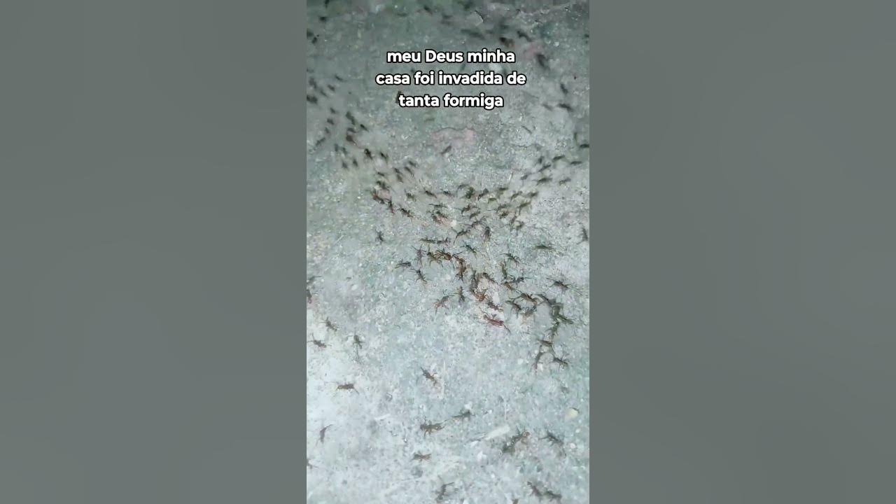 Minha casa foi invadida de Formiga - YouTube