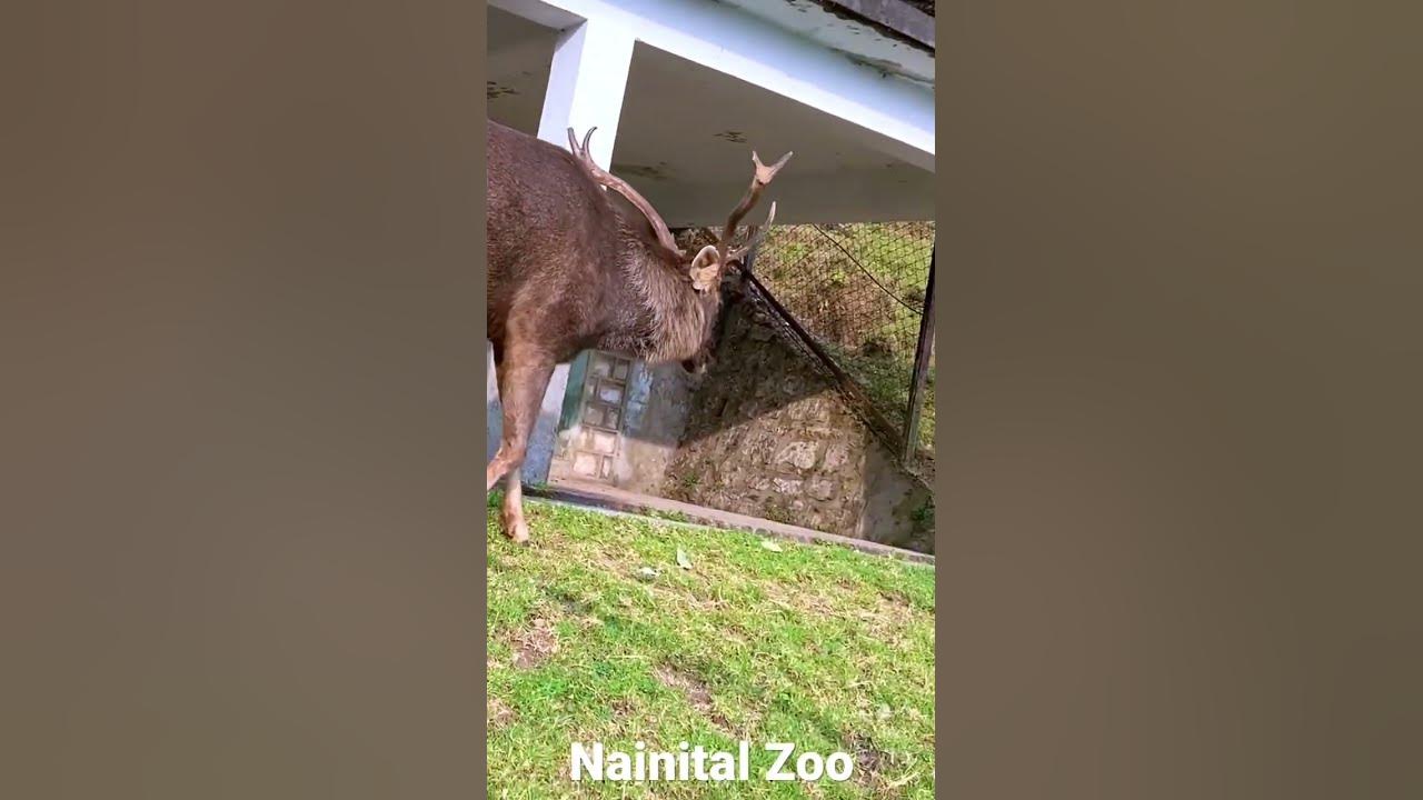 Sambar deer at Nainital Zoo #nainital #animallover #zoo #animal #nainitalzoo #nature - YouTube