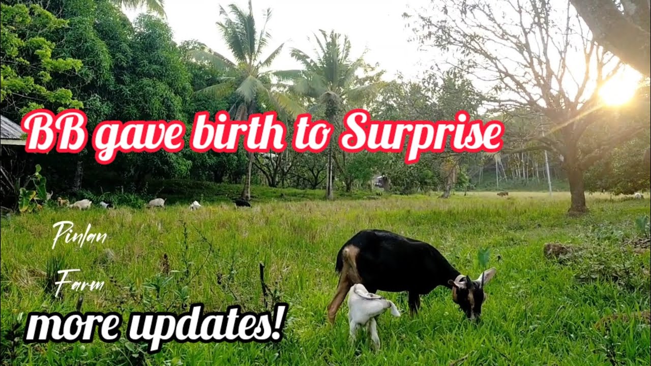 Surprised with "Surprise" & more chika about our goats - YouTube