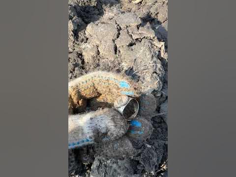 Metal detecting search, silver ring p.6 #metaldetecting #coinsearch - YouTube
