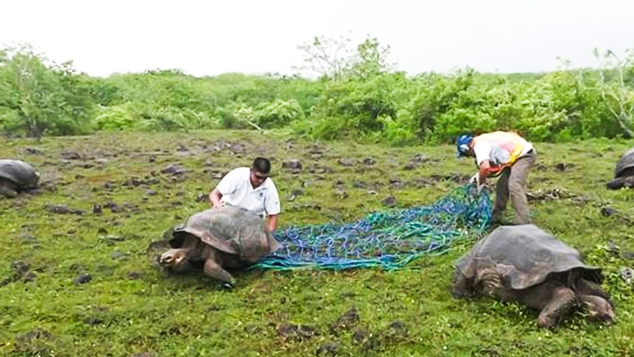Tortoise Saves His Species After Achieving A Record-Breaking Feat - YouTube