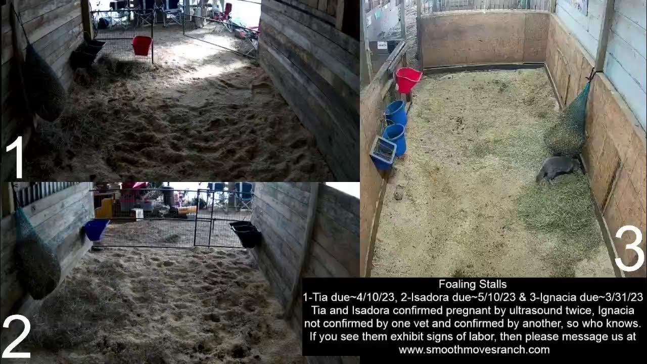 Foal Watch 2023 - YouTube