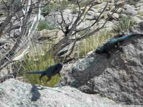 Lizards chasing each other! Elite land Tours, Palm Springs, California ...