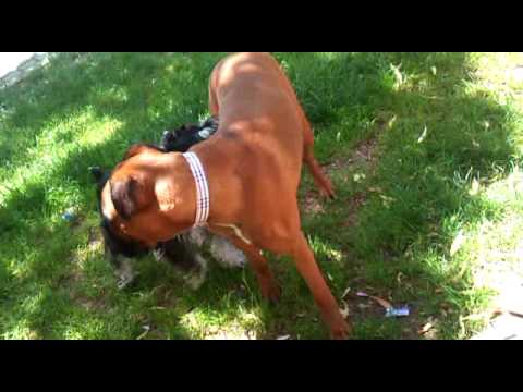 Nuestros perros fornicando...jaja - YouTube