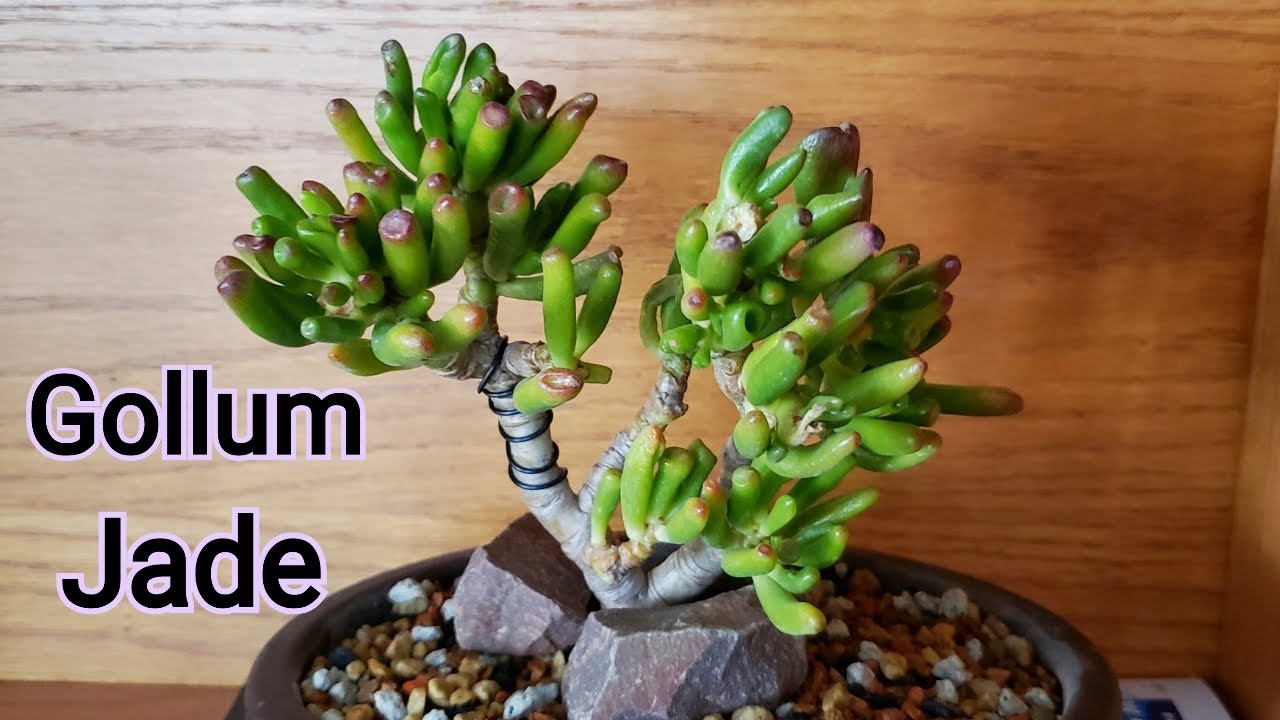 How To Grow Gollum Jade Plant From Cutting - YouTube