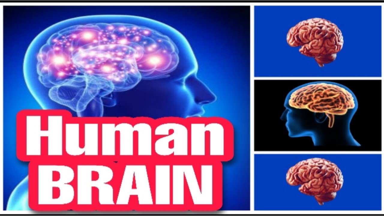 Human Brain Urdu Hindi Innovative Leaders YouTube human-brain-urdu-hindi-innovative-leaders-youtube