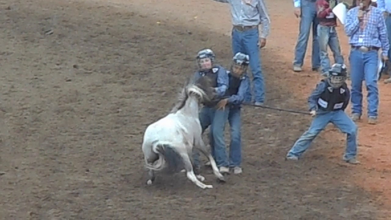 Calgary Stampede: Wild Pony Ride - YouTube