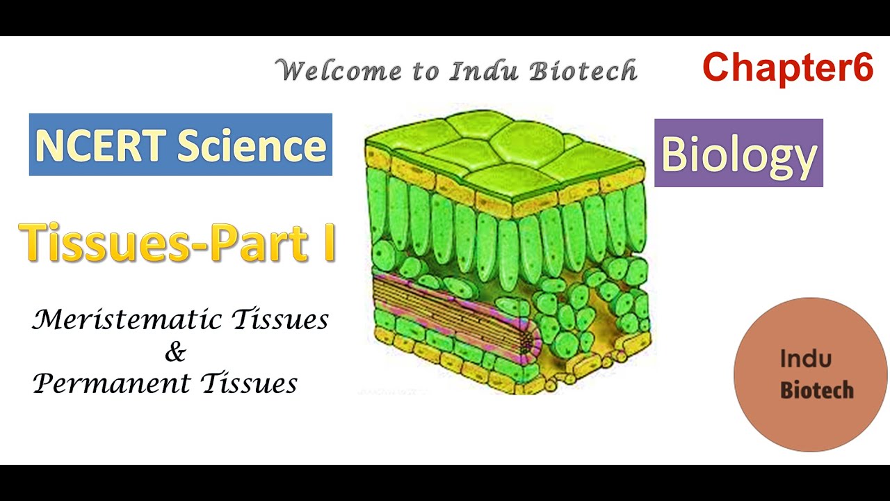 TISSUES || NCERT CBSE || BIOLOGY || PLANT TISSUE || CLASS9 and others ...