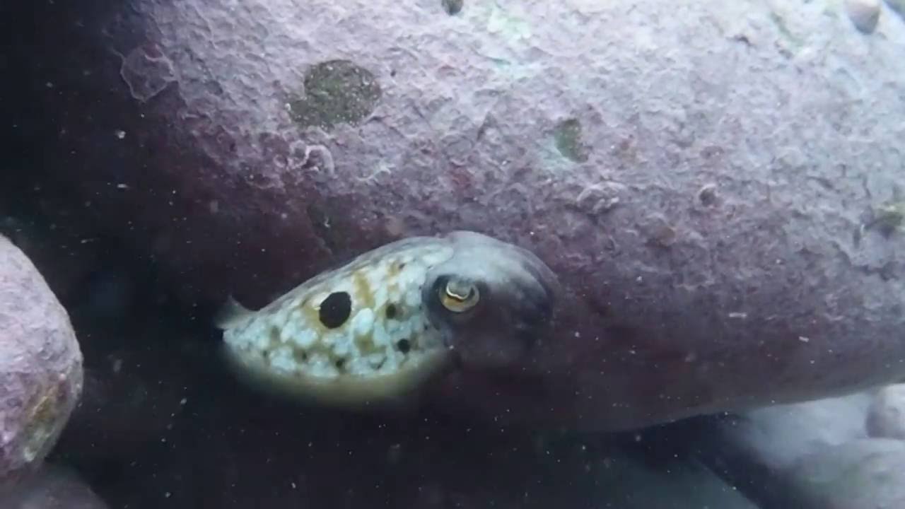 Mourning Cuttlefish (Sepia plangon) flashes colour (changes color) in ...