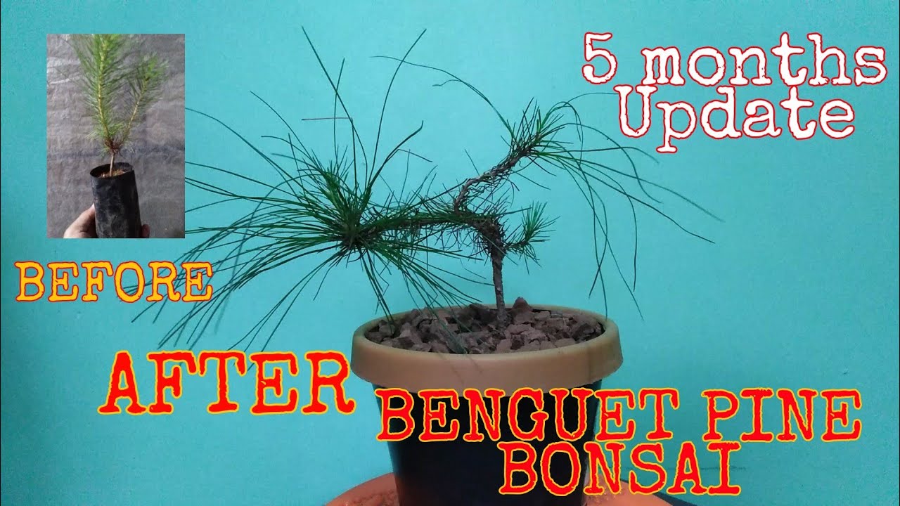 BENGUET PINE TREE BONSAI MATERIAL | 5 MONTHS UNDER TRAINING FROM SEED ...