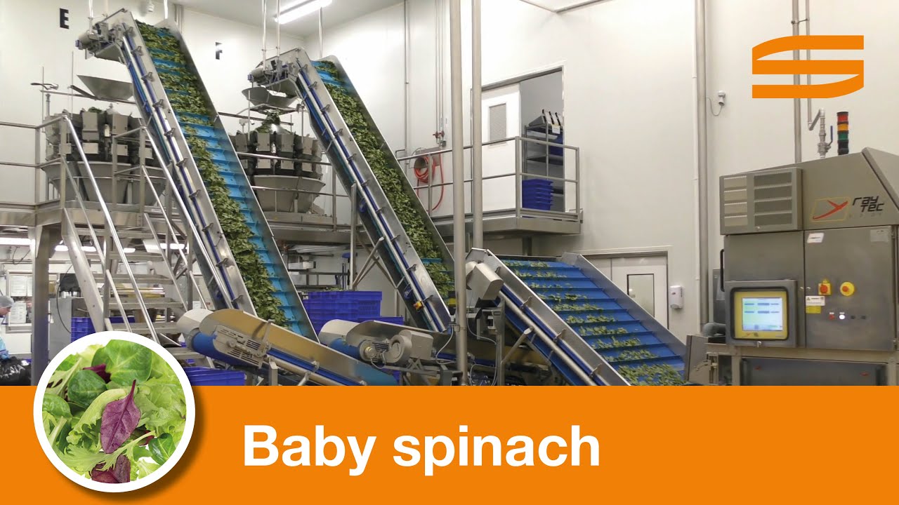 Baby spinach processing line - Sormac - YouTube