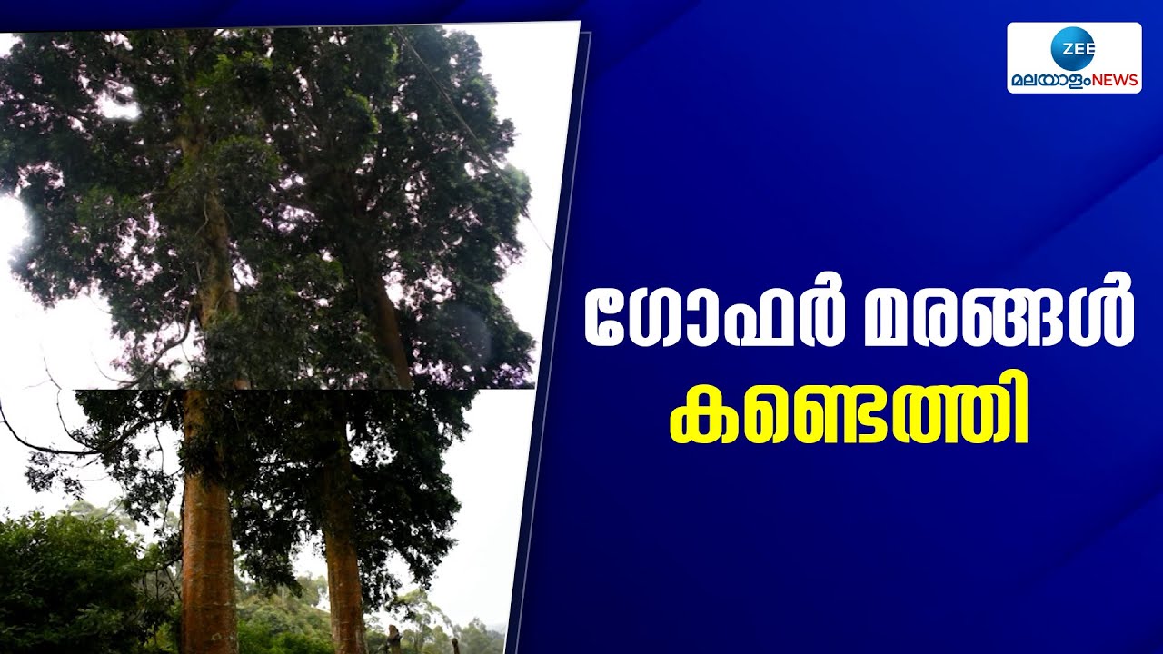 Biblical Gopher Tree | ബൈബിളിൽ പരാമർശിക്കുന്ന ഗോഫർ മരങ്ങൾ ഇടുക്കി ...