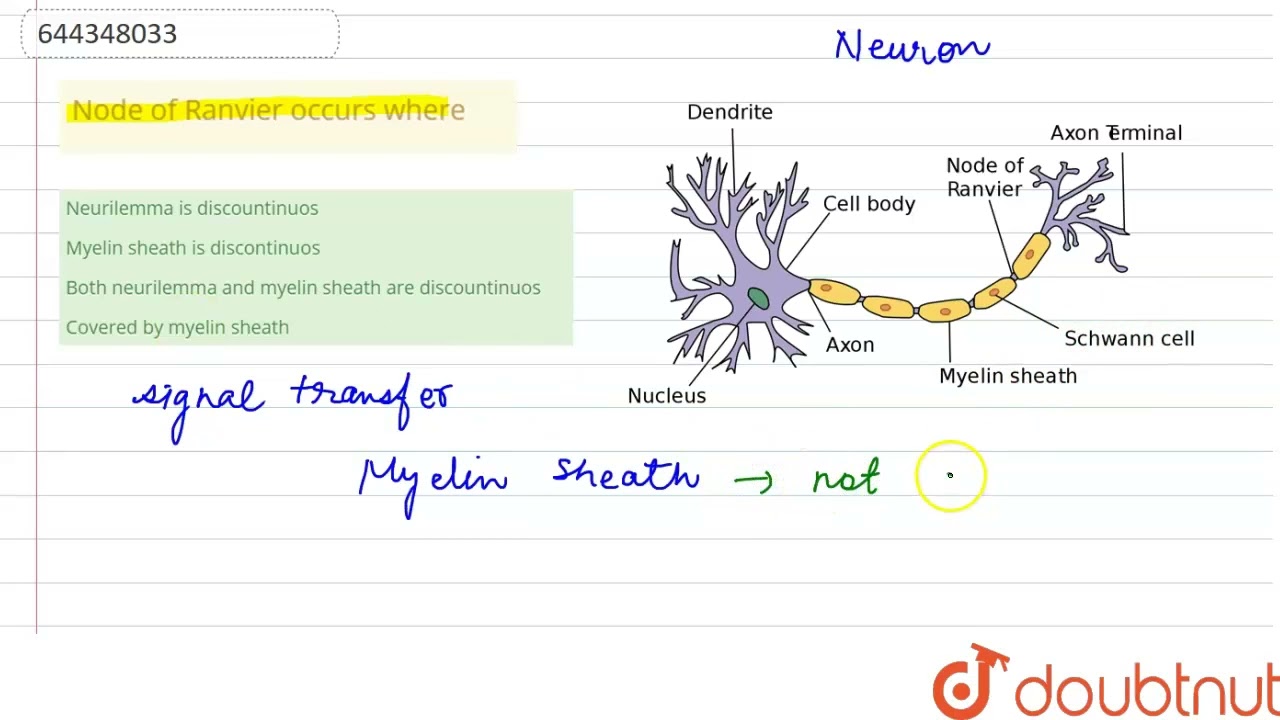 Node Of Ranvier