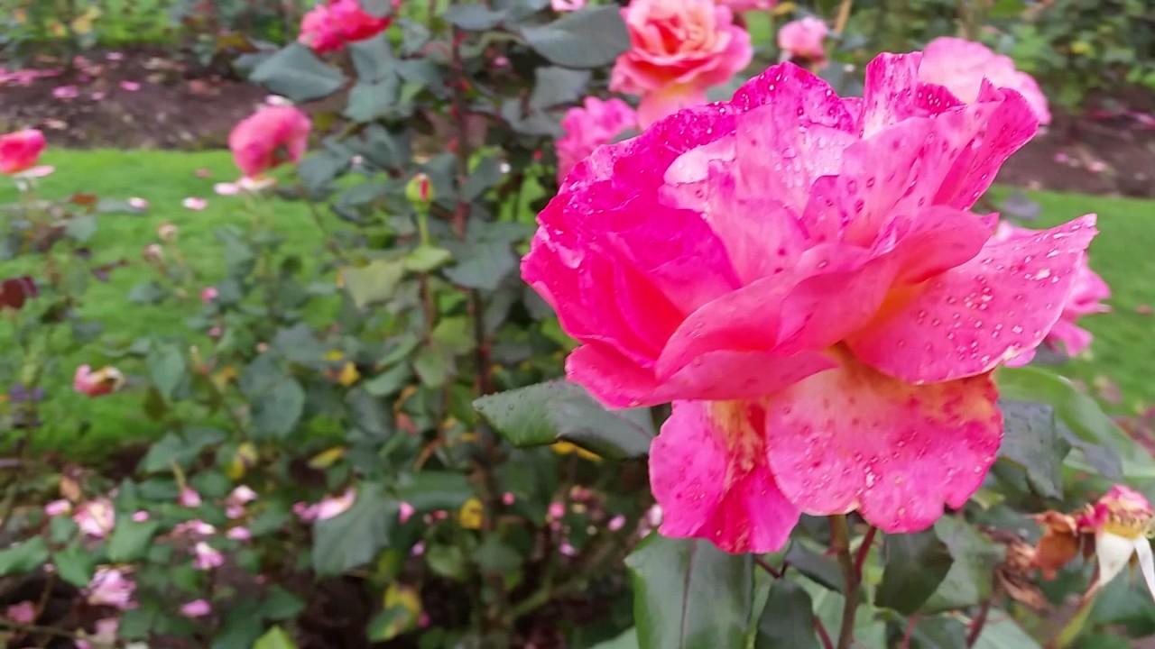 ABCYT PETER #11 Flowers - Typhoon Rose - Germany. - YouTube