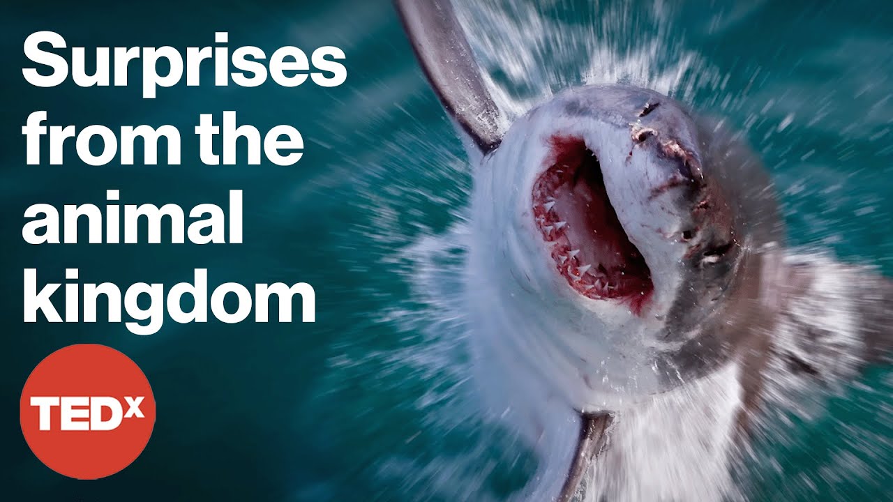 TEDx's wildest animal talks - YouTube