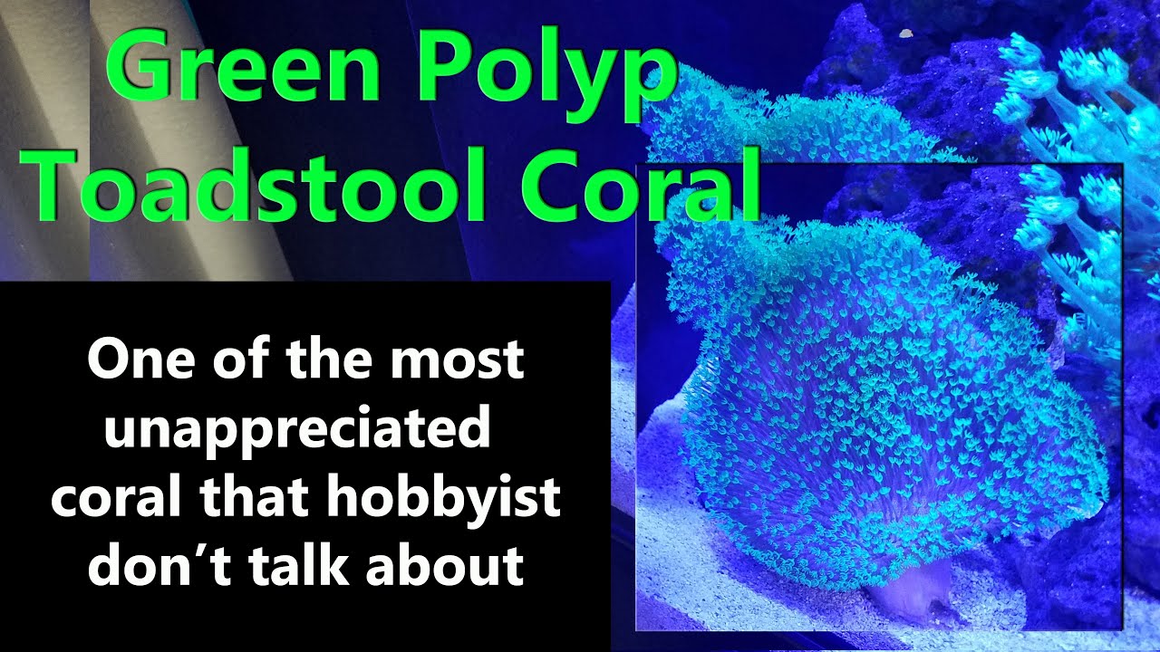 Green Polyp Toadstool Coral - YouTube