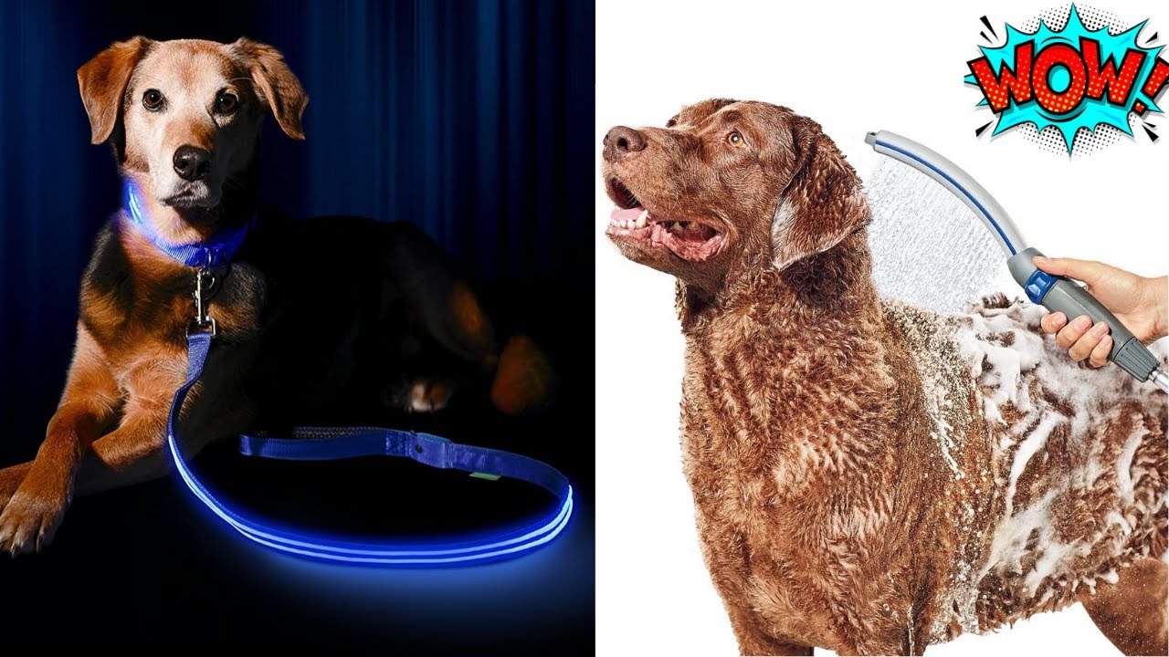 6 Awesome Dog Gadgets | Pet Gadgets you should check out - YouTube