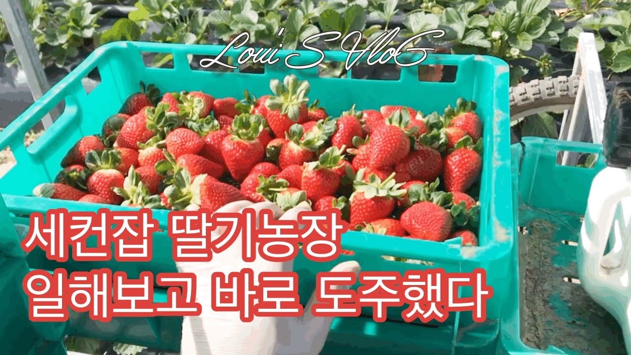 호주 워홀 딸기농장 Feat 워홀 차가 필요한 이유 설참 Youtube
