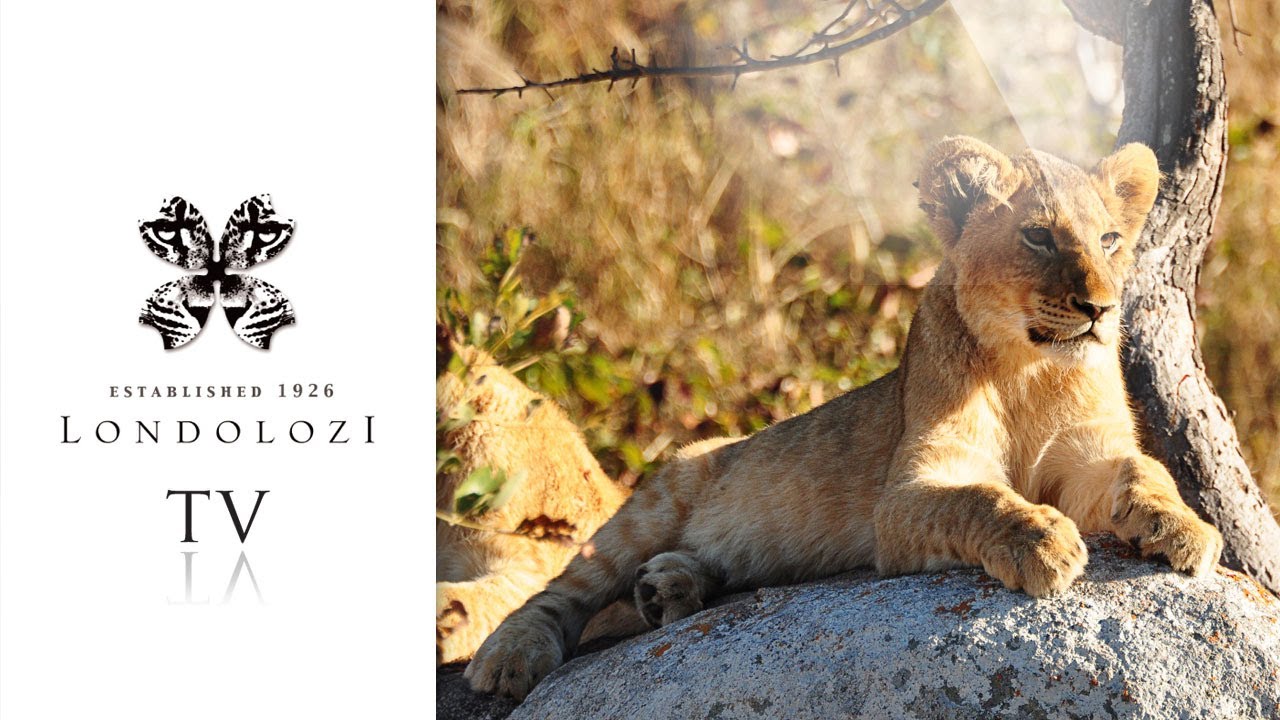 New Lion Cubs from the Sparta Pride - Londolozi - YouTube