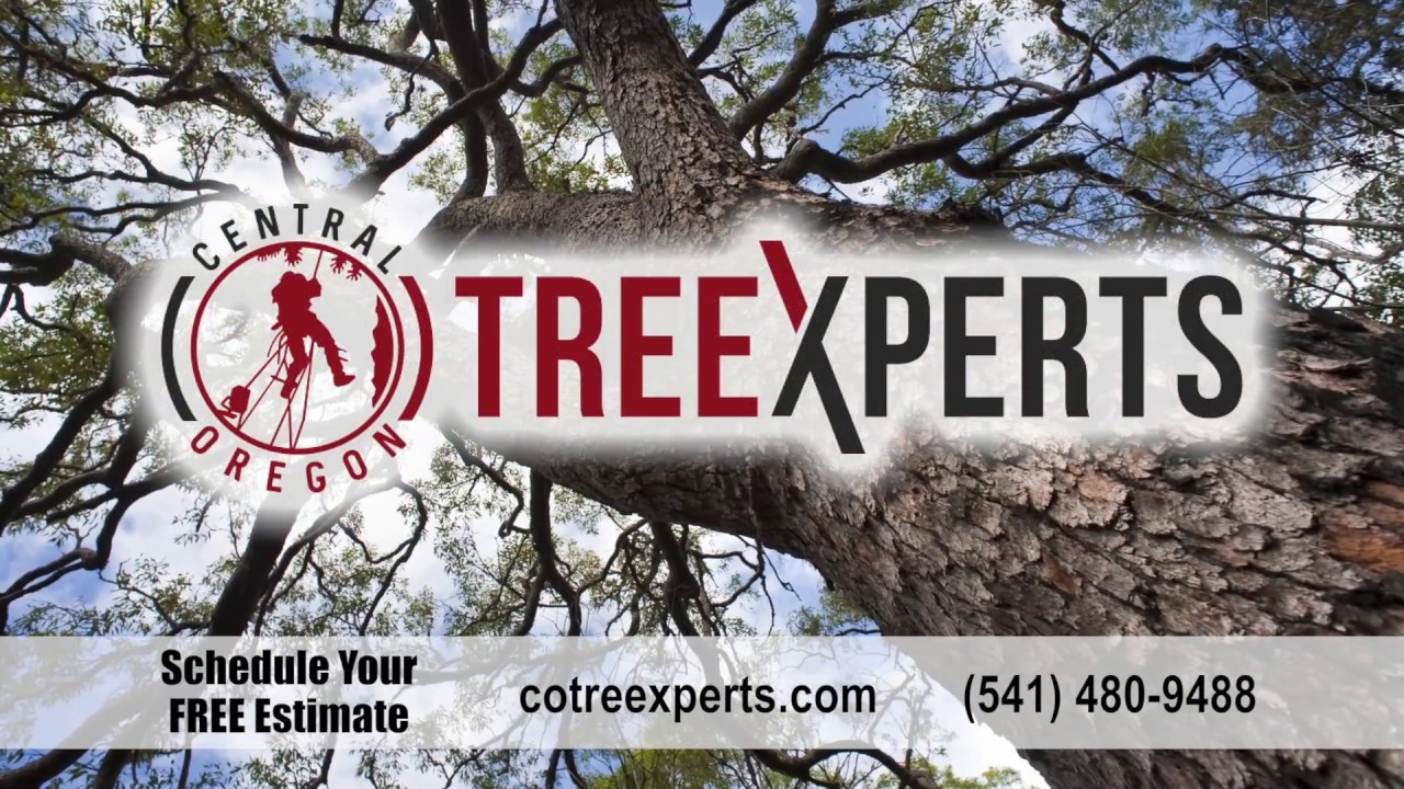 Central Oregon Tree Experts Customer Testimonial from Alpine Property ...