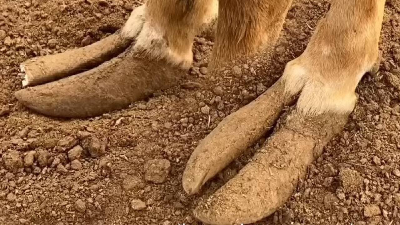 This Cow's Hoof Is Broken In Half! So Pitiful【DONKEY HOOF SAVIOR】 - YouTube