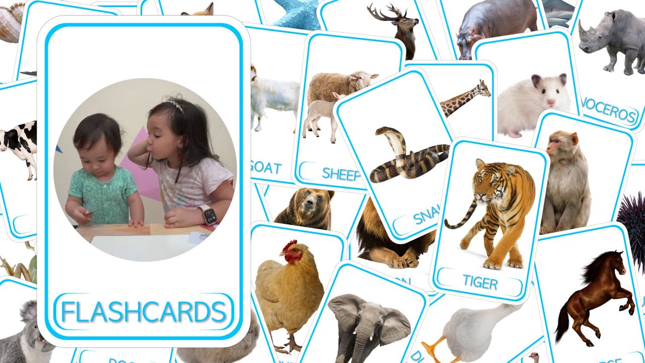 Baby’s First Words: Animal with Flashcards - YouTube