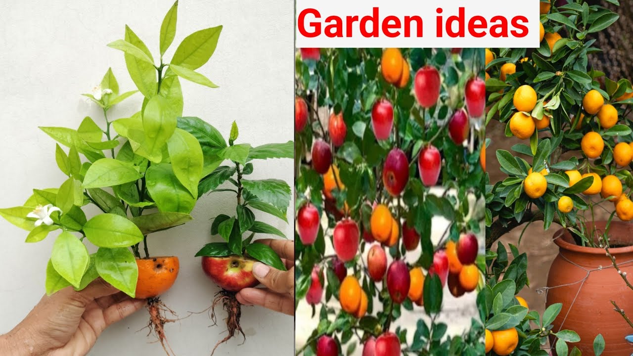 How to grow apple and orange tree in a unique way. 100% successful ...