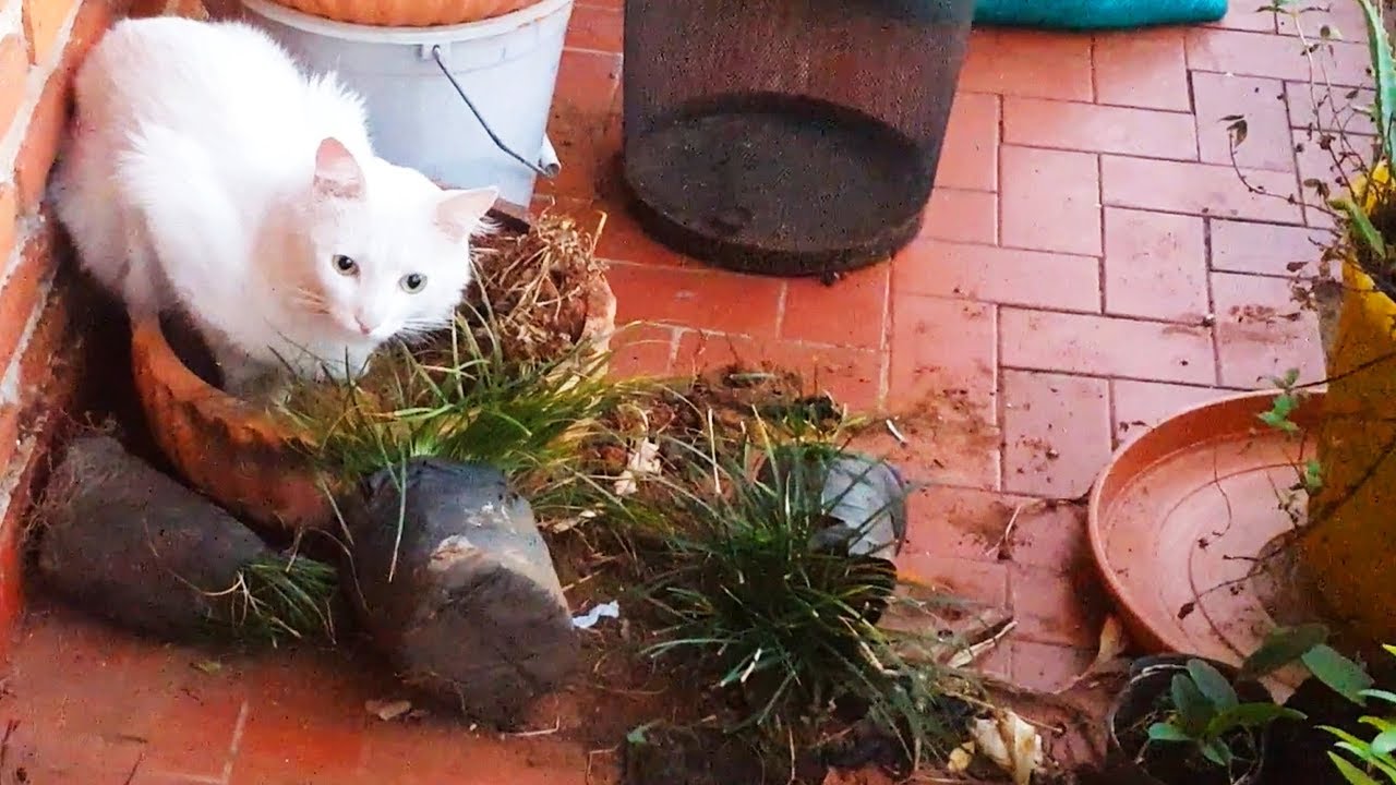 Guilty Cats 😻 😹 Funny Cats Being Guilty (Full) [Funny Pets] - YouTube