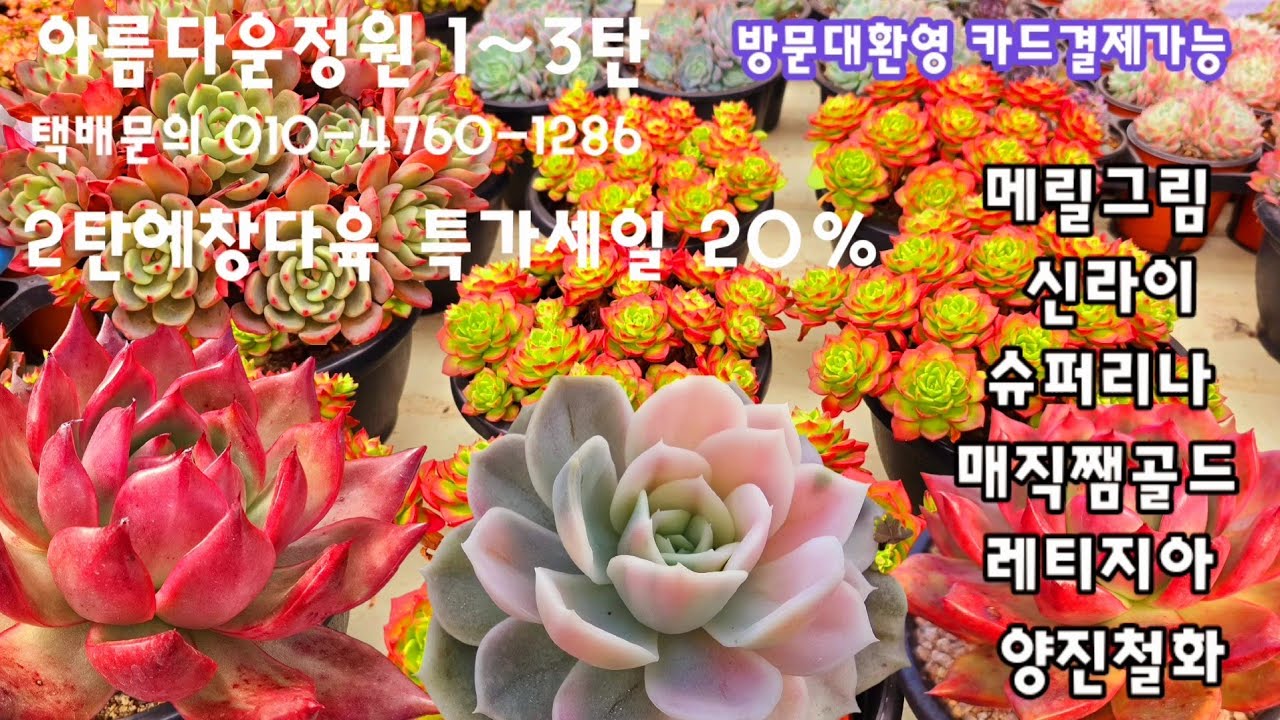 아름다운정원 1~3탄 한번더 골라잡으세요 국민다육 창다육 착한가격따글따글 묵어서 환상적이네요 ♡엘리자베스 ♡미리네♡밍키♡파나메라♡포토시나♡골드아이♡해라 ♡춥스