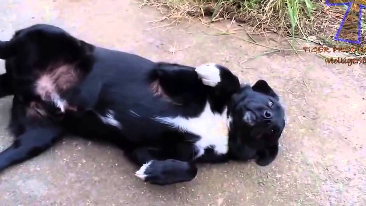 Funny dogs playing dead after finger shot Funny and cute dog ...