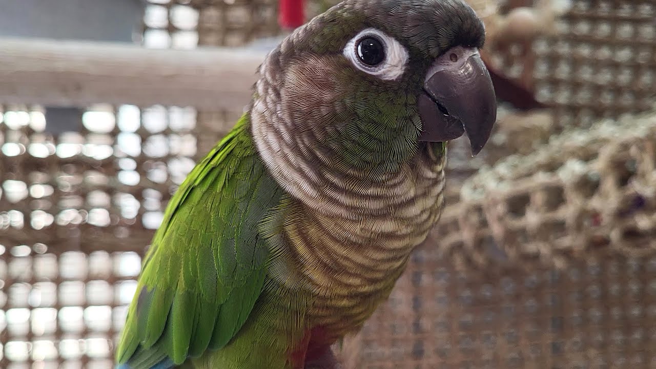 conure parakeet sounds for lonely birds to make them happy - YouTube