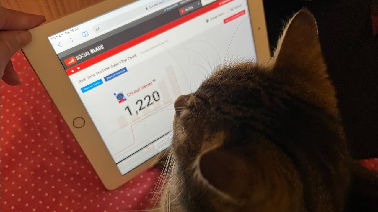 Cat react to 1k subscribers #shorts #viral #cat #fyp #trending #cutecat ...