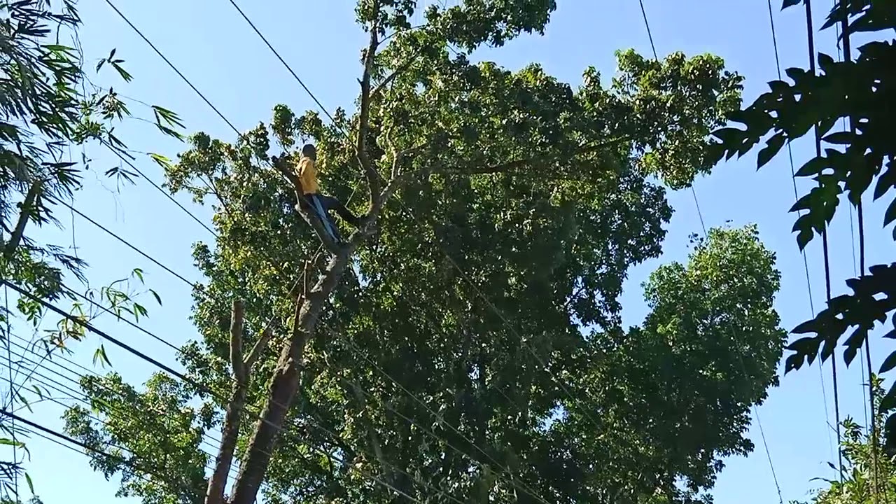 Today is tree trimming Day in the Philippines - YouTube