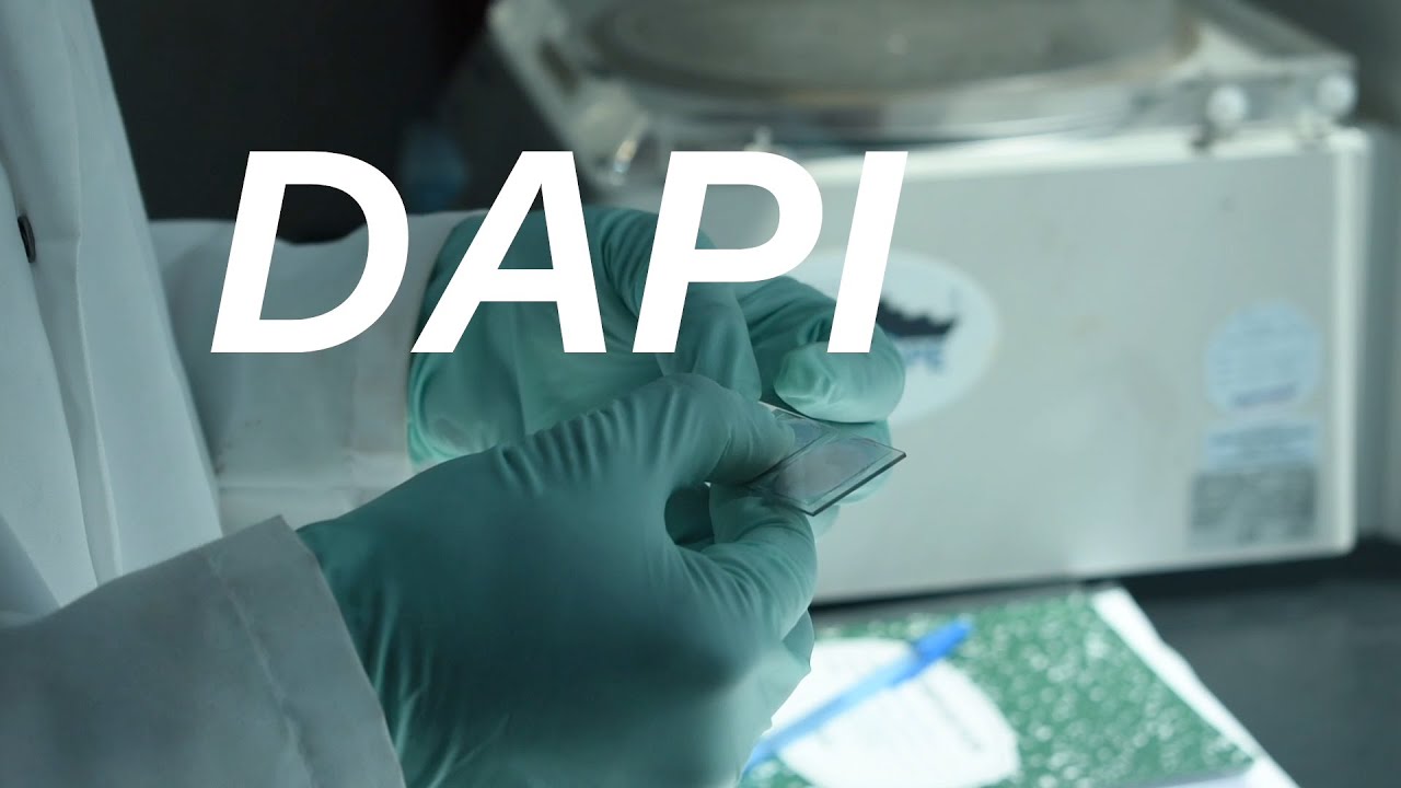 DAPI Protocol - YouTube